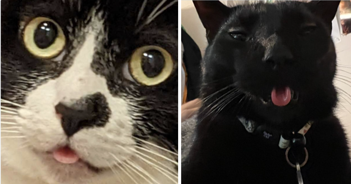 16 Silly Bleps From Even Sillier Cats - I Can Has Cheezburger?
