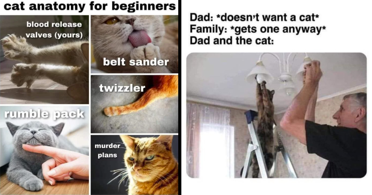 Adorable Cat Memes for Feline Appreciators Everywhere - Memebase ...