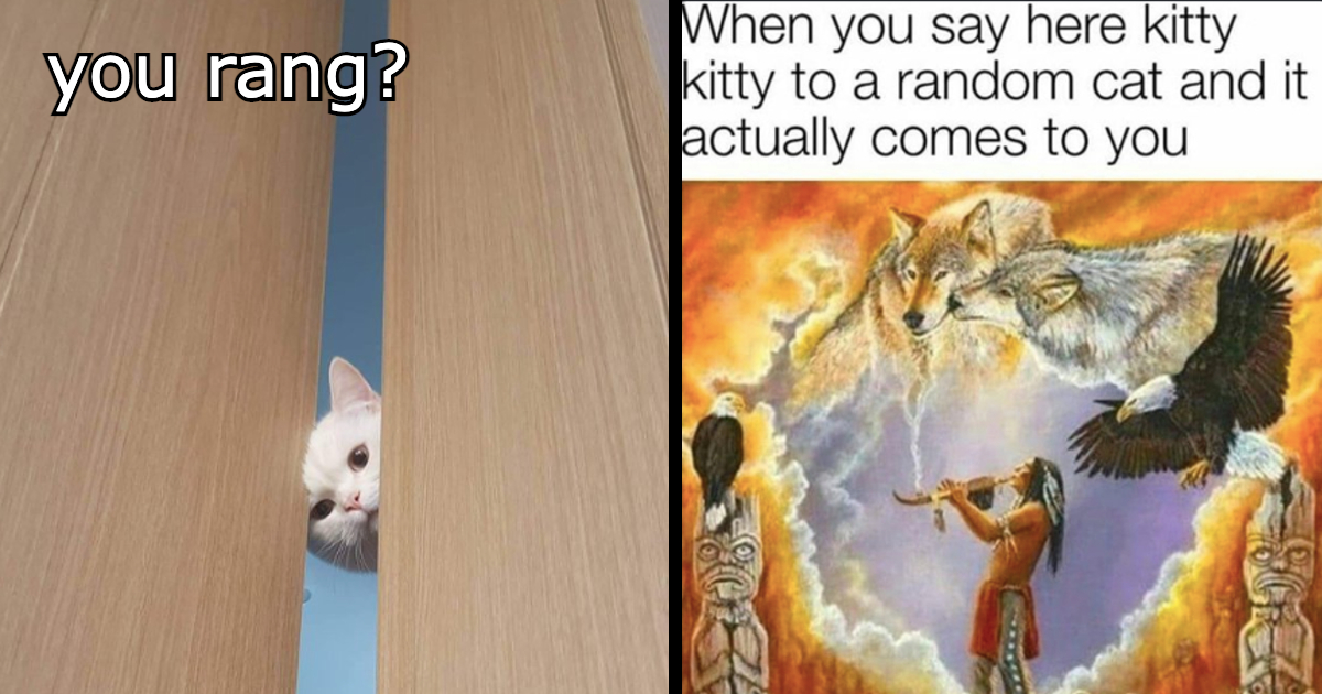 Funniest Cat Memes That Will Make You Pspsps Your Pants (September 30 ...