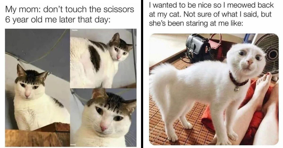 A Cat-Heavy Dump of Random Memes - Memebase - Funny Memes