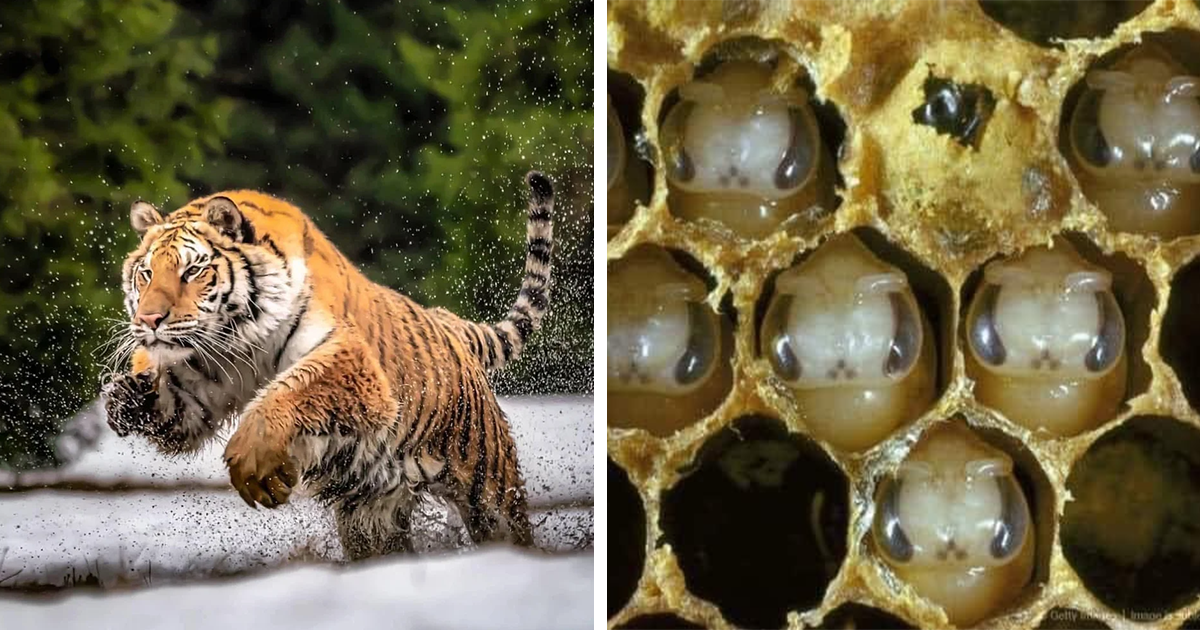 Animal Pictures Worth More Than 1000 Words (20 images) - Animal Comedy ...