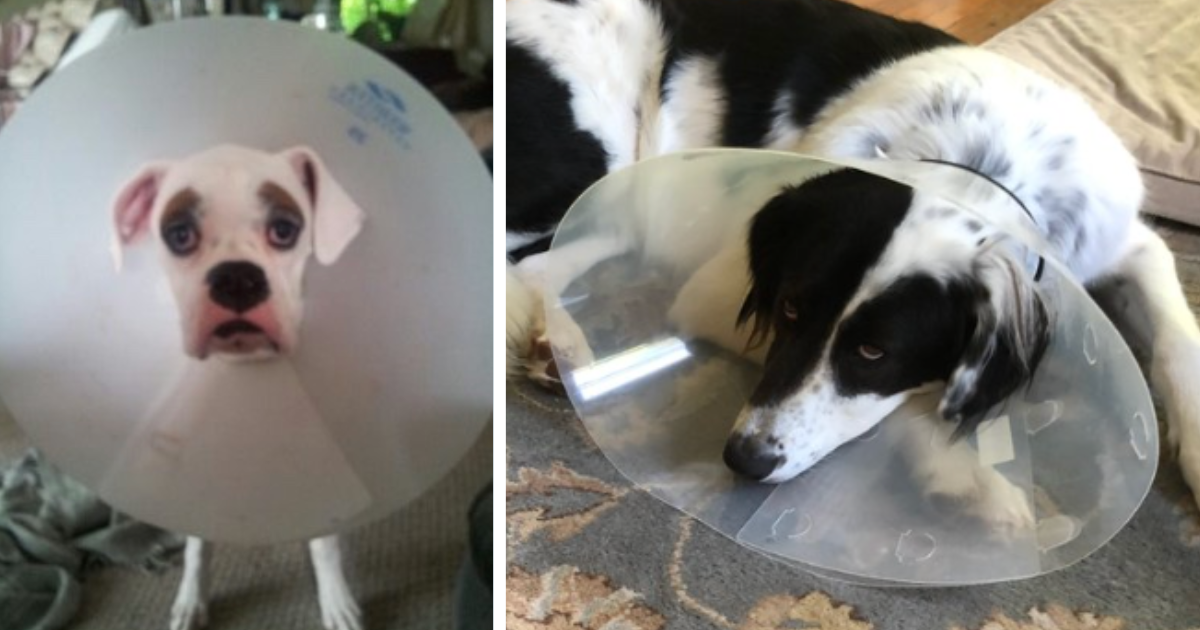 Guilty And Ashamed: 18 Doggos Wear Cones Of Shame And Look Embarrassed ...
