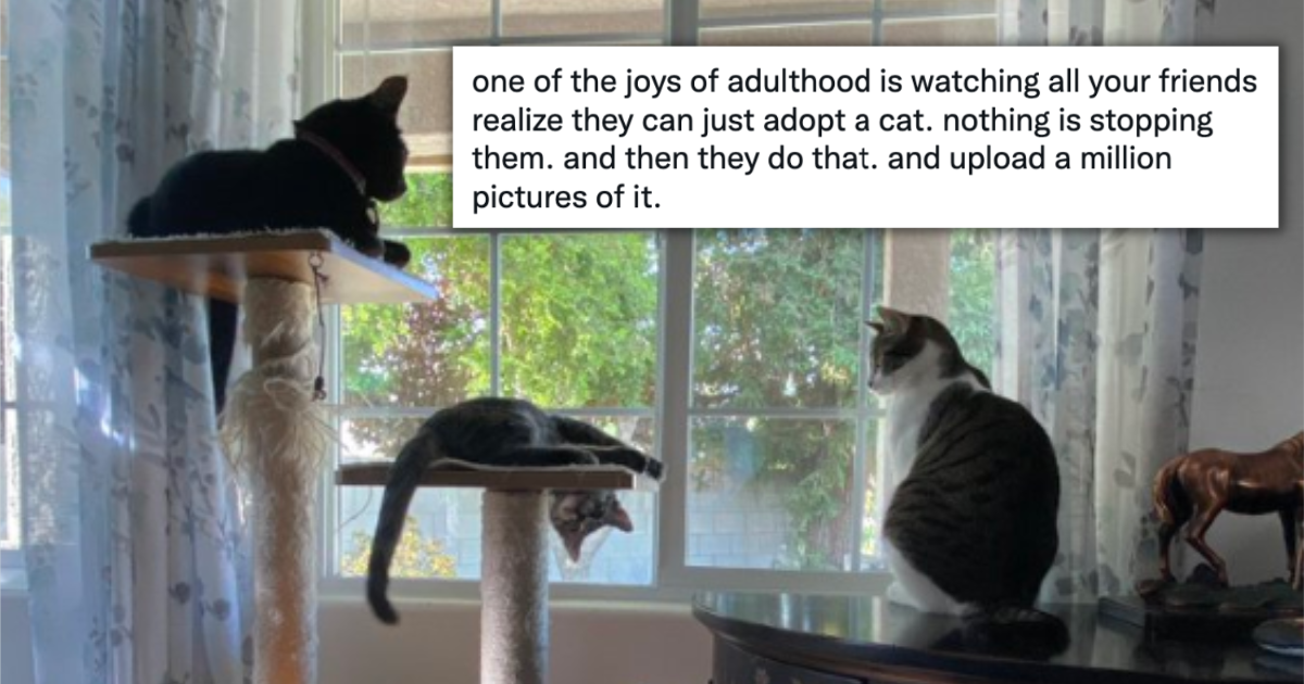 Millennials Realize That Adulthood Is The Mere Ability To Adopt A Cat ...