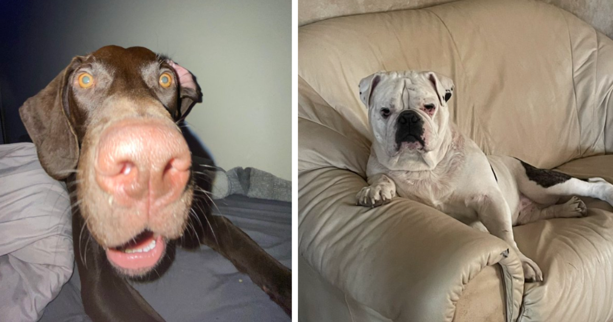 Weekly Dose Of Doggo Delight: 19 Judgemental Doggos Criticizing ...