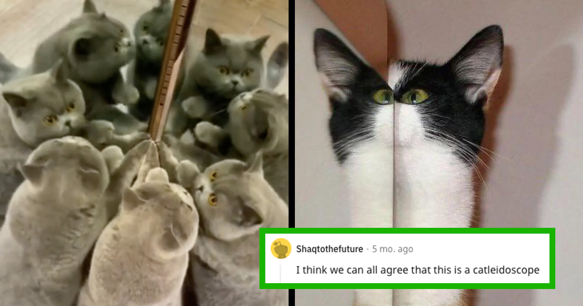 Derpiest Catleidescope Mirror Cats Who Simply Can't With Their ...