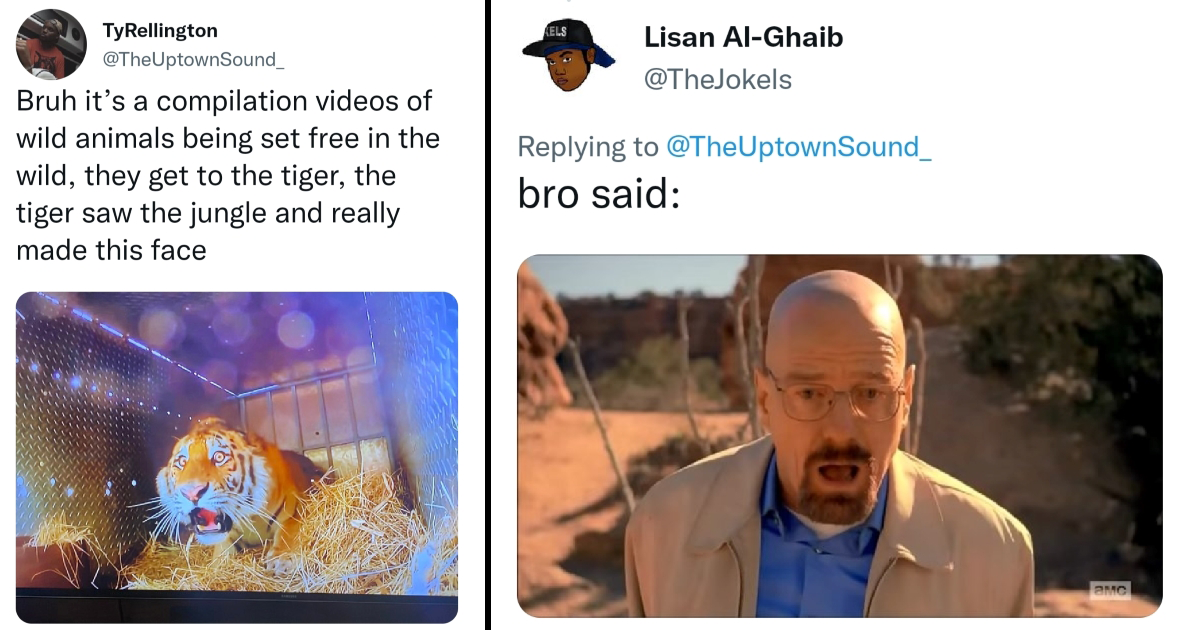 Tiger's Ecstatic Reaction to Being Set Free Inspires Funny Response ...