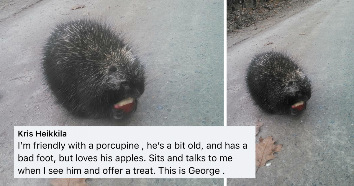 Animal Comedy Enthusiasts Answer: What Animal Has A Bad Reputation That ...