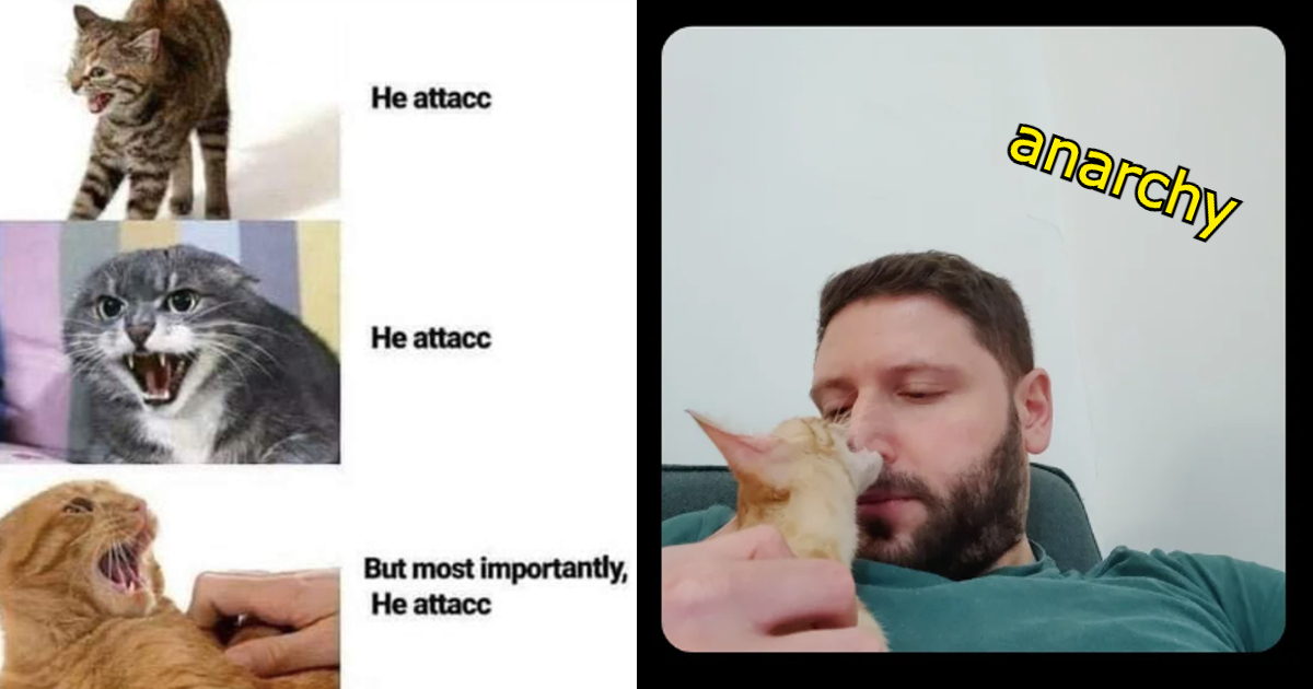 Bad Kitty: Funniest Memes of the Most Rebellious Cats (October 7, 2022 ...