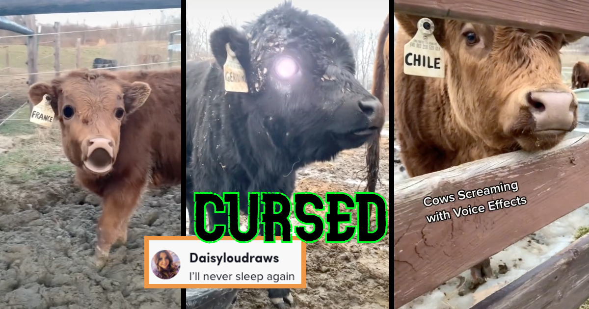 Animal Comedy - cursed images - Animal Comedy - Animal Comedy, funny ...