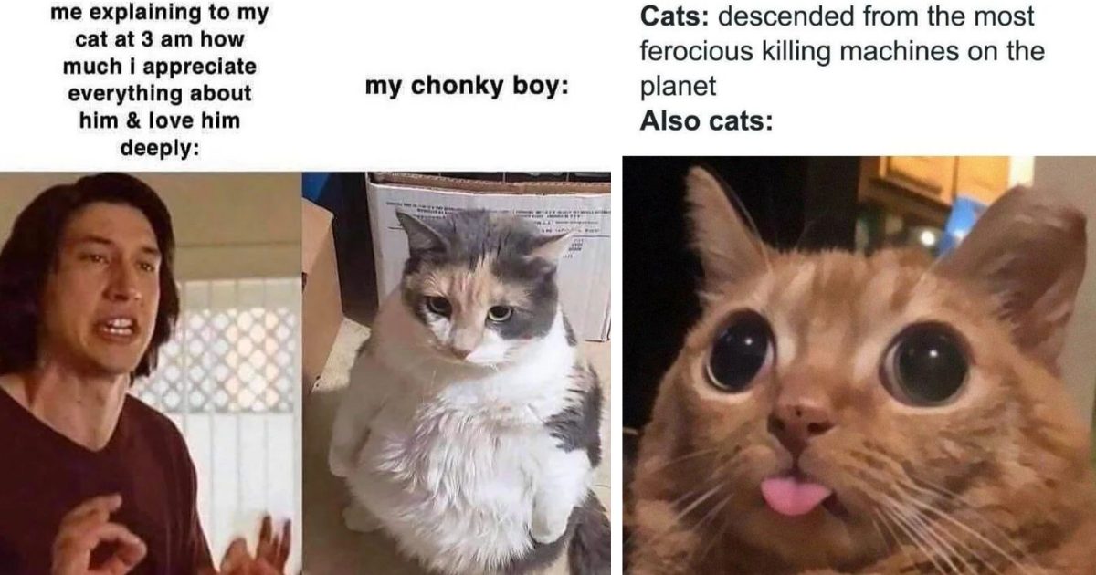A Marvellous Meme Dump For Us Cat People To Appreciate (20 Memes) - I ...