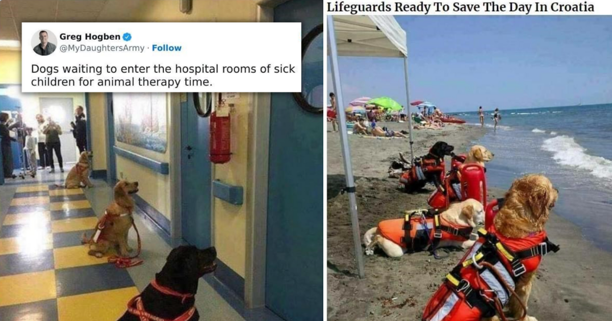 A Small Doggo Appreciation Dump To Say Thank You For Saving Our Lives ...