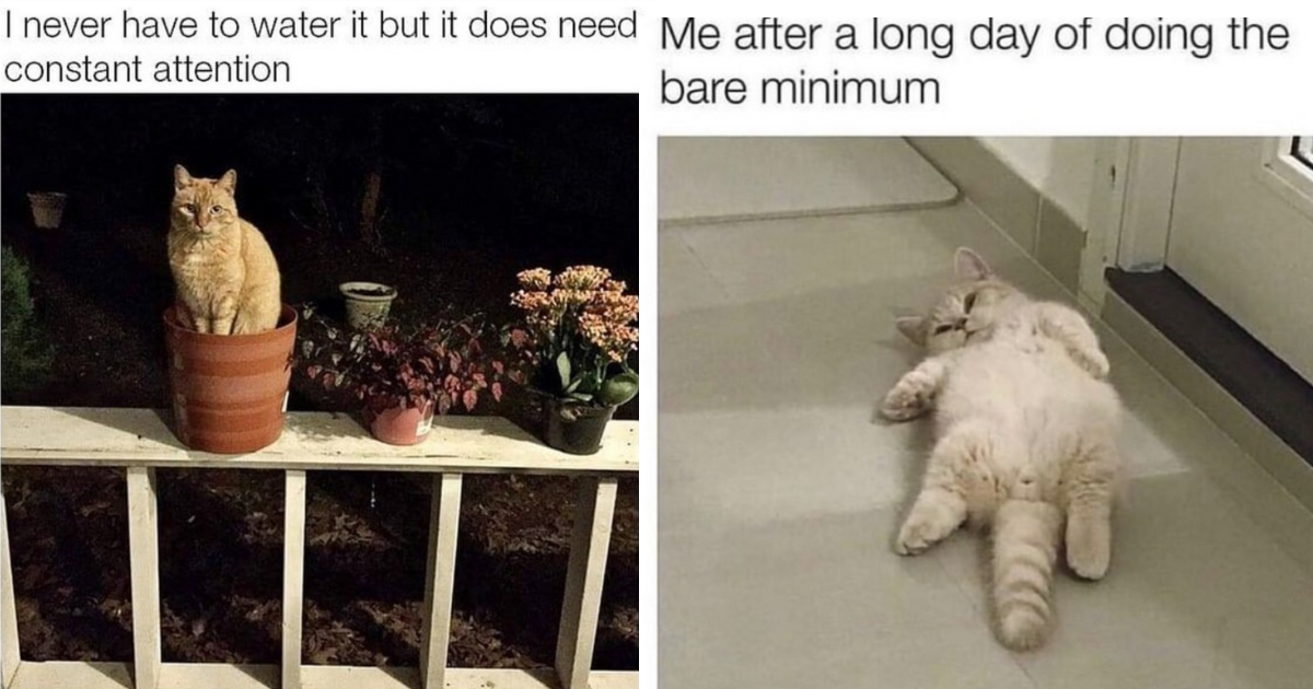 Relatable Cat Memes To Get You Cackling With Laughter (18 Memes) - I ...