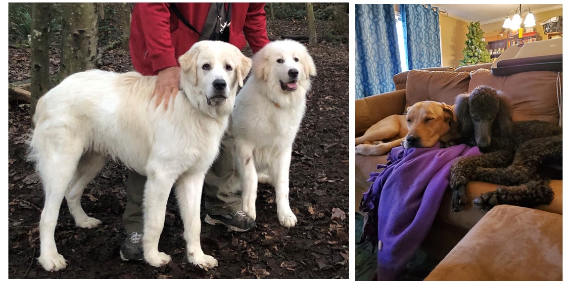 Double the Doggos for an Extra Dose of Furry Fun with these 10 ...