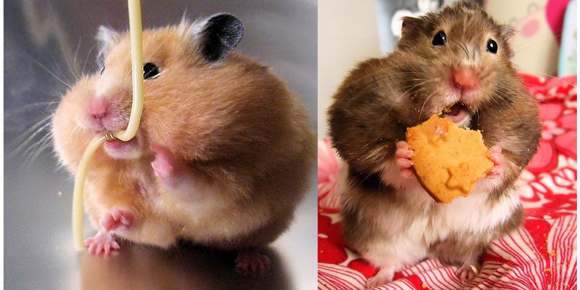 Hamsters are the Cutest Little Devils and Here are Ten Squishy Proofs ...