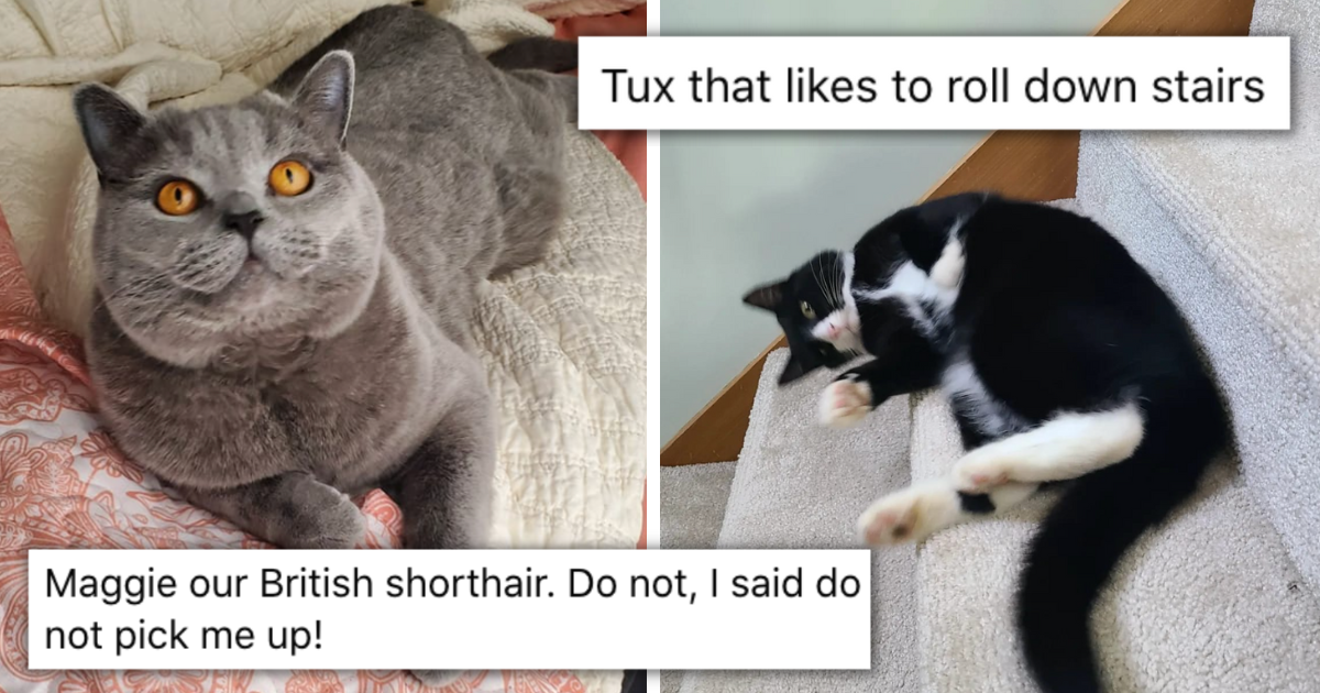 14 Cats Living Up To Their Breed Stereotypes Brought To You By The ...