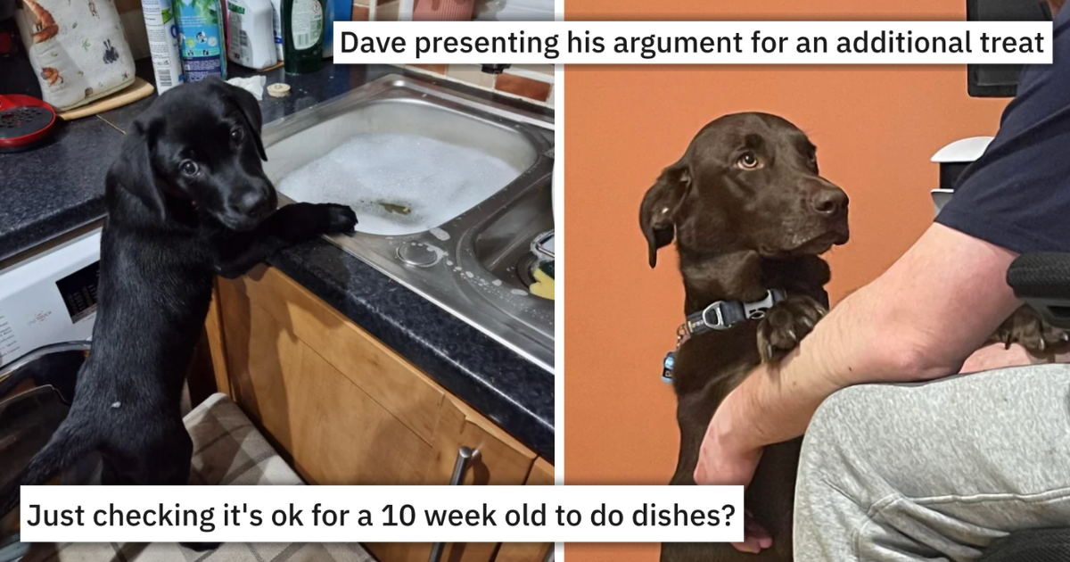 Doggo Delight: This Week's Rarest, Most Dapper, And Silliest Doggos Of ...