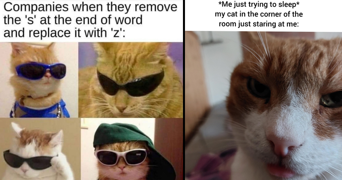 A Purrito of Funny Cat Memes to Cuddle Up With - Memebase - Funny Memes