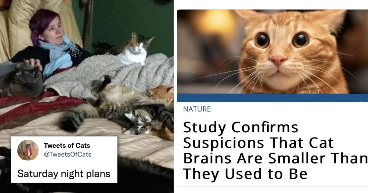 Continue The Caturday Celebration With These Cackle-Worthy Cat Tweets ...