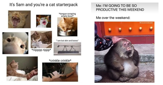 Funniest Animal Memes That Sum up Our Life Purrfectly and Help Us ...