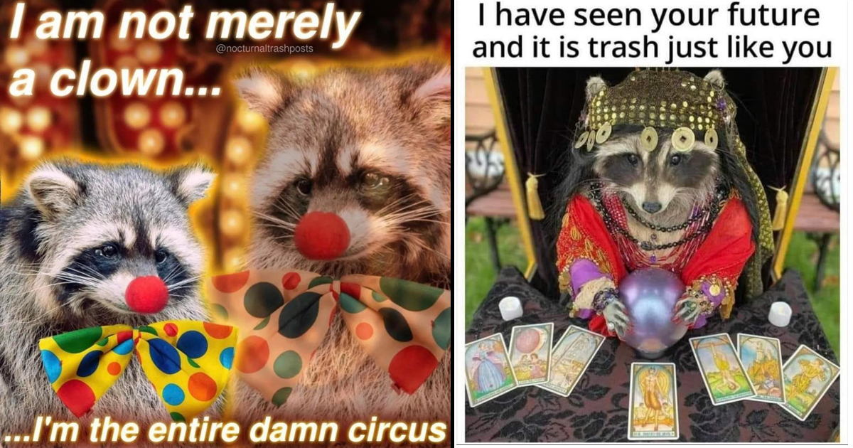 Raccoon Memes For Trash Panda Enthusiasts - Memebase - Funny Memes