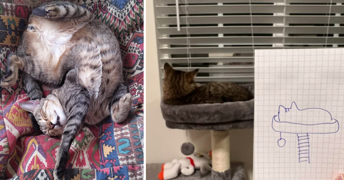 End The Weekend On A Good Note With Some Feline Appreciation: Standard ...