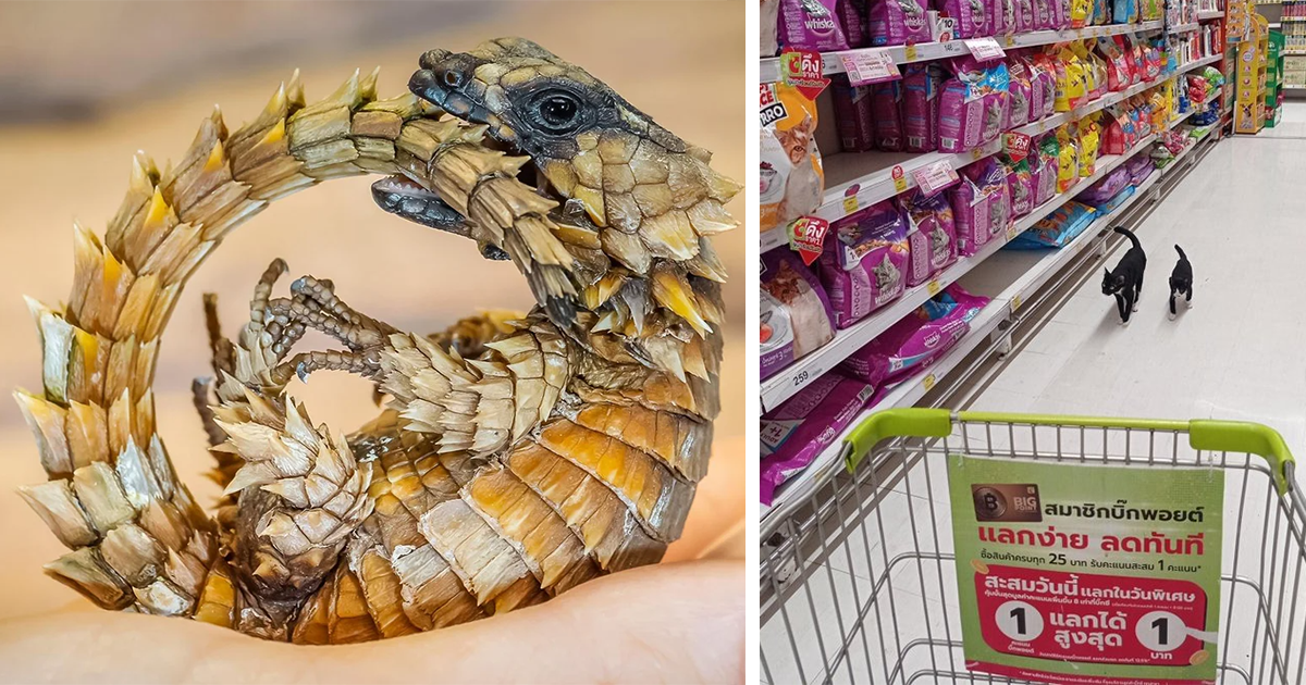 Animal Pictures Worth More Than 1000 Words (20 images) - Animal Comedy ...