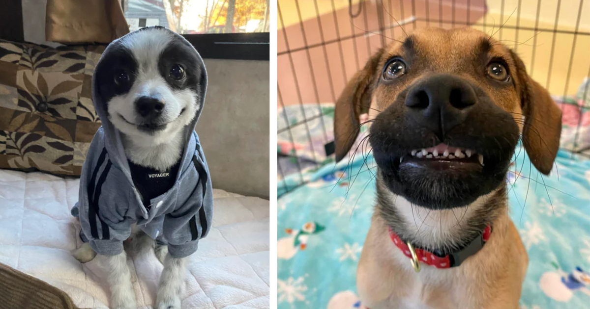 Cheezy Puppy Grins For A Lil Boost Of Serotonin (16 Images) - Animal ...