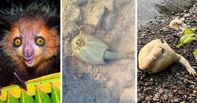 Underrated, Strange and Spectacular Animals That Not Enough People Know ...