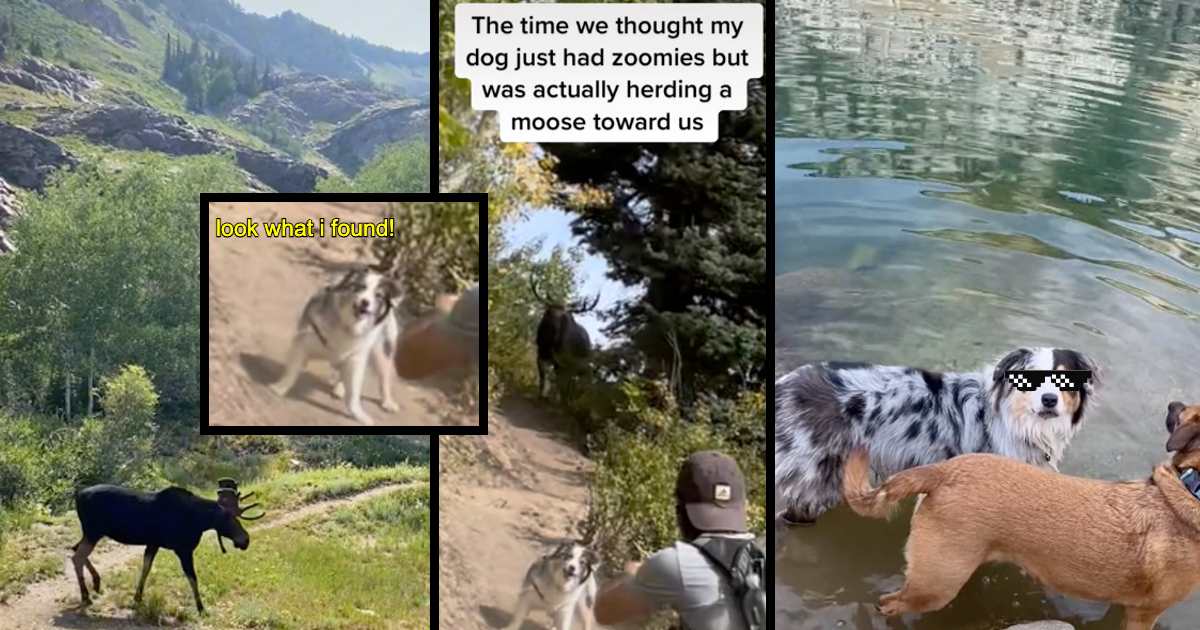 FAIL Blog - classic-dogs - Epic FAILs funny videos - Funny Fails ...