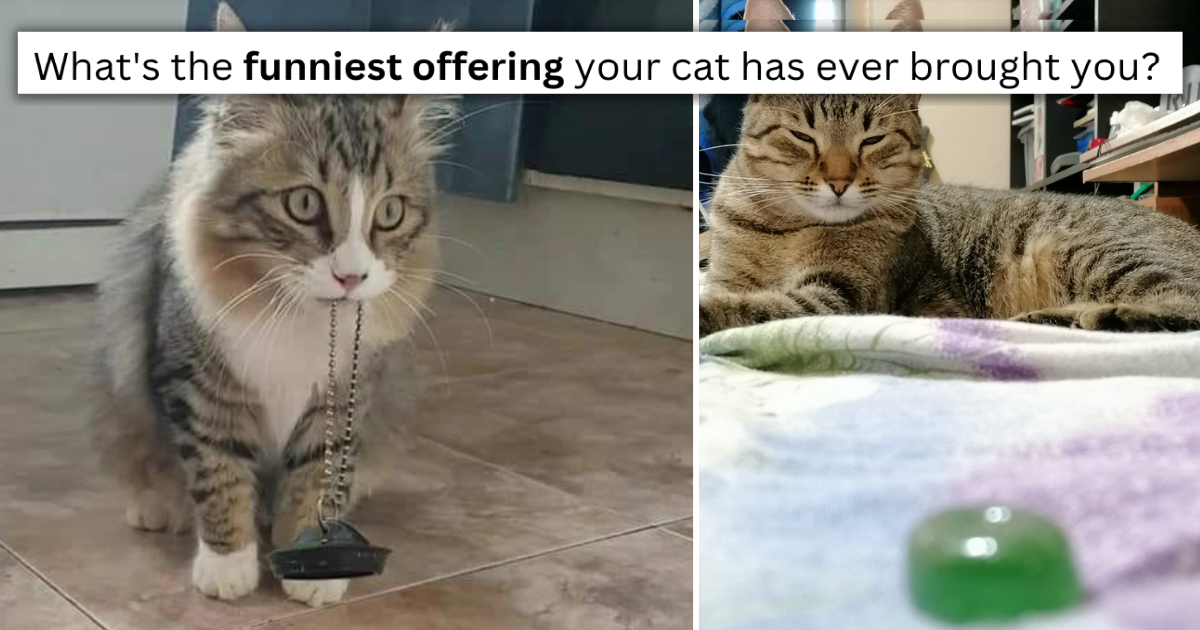A Compilation Of The Funniest Offerings Cats Have Ever Brought Their ...