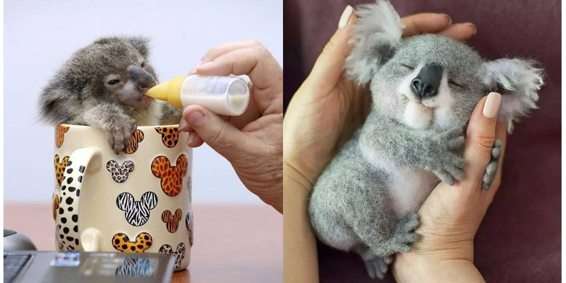 Get Yourselves Good and Ready for this Koala Cuteness Overload - Animal ...