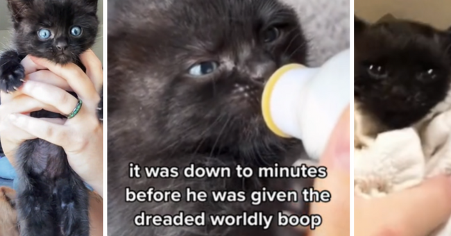 Wholesome: 2 Week Old Kitten Nugget Rescued by Foster Mommy Just in the ...