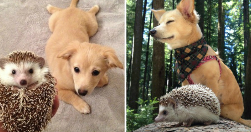 15 Adorable Pictures of Baby Animals Who Grew up Together - I Can Has ...