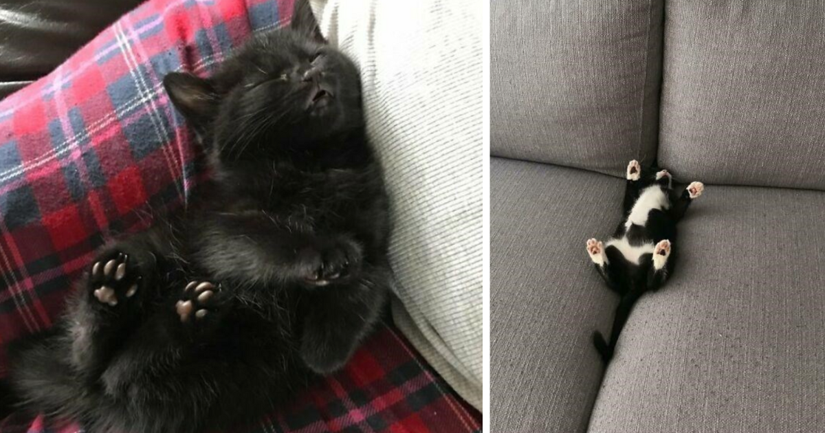 A Huge Compilation Of The Tiniest Kittens Sleeping And Snoozing So ...