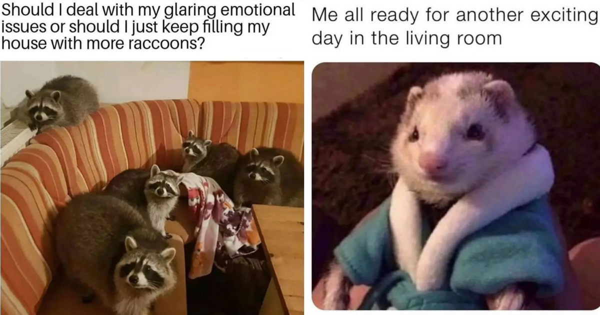 15 Relatable Animal Memes For People Who Don't Have Any Particular ...