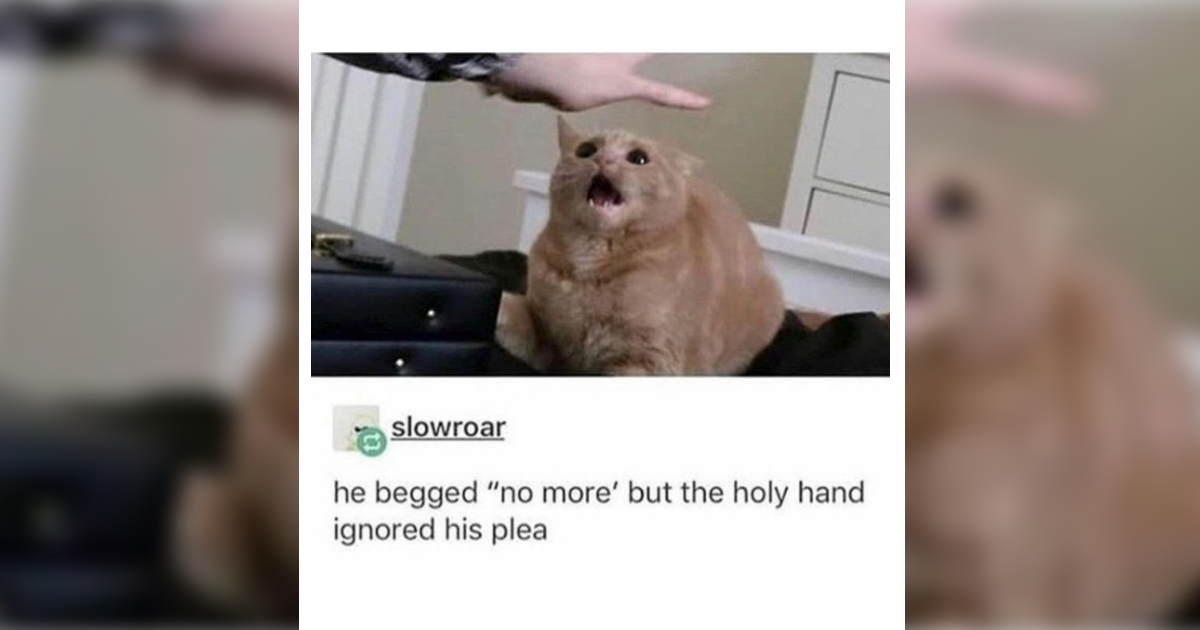 Funniest Pspsps Memes of the Week of House Cats That Are Definitely ...