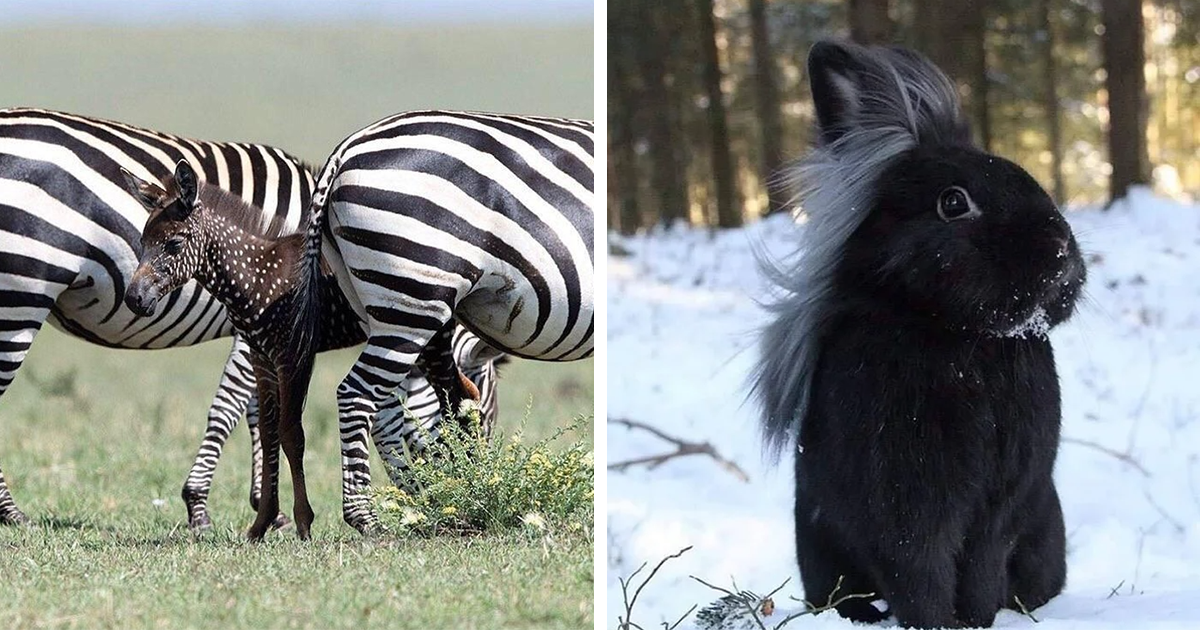 Animal Pictures Worth More Than 1000 Words (20 images) - Animal Comedy ...