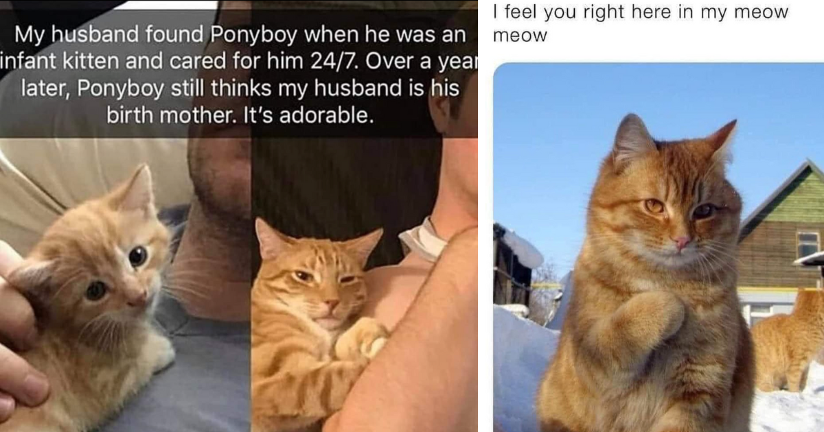 Wholesome Cat Memes For People Whose Cats Are More Than Just A Pet To Them (19 Memes) - I Can ...
