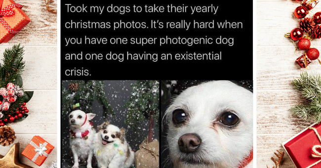 35 Most Delicious Doggo Memes to Treat Yourself to if You Speak Fluent ...