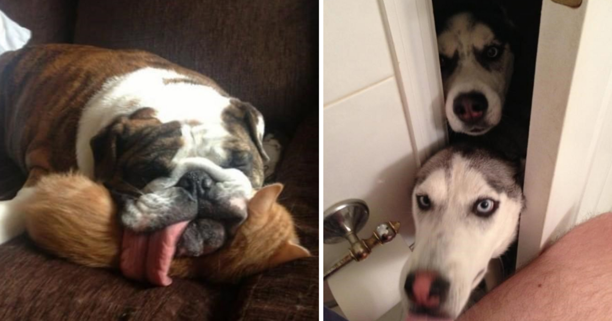 24 Doggos That Have No Concept Of Personal Space Or Privacy But We ...