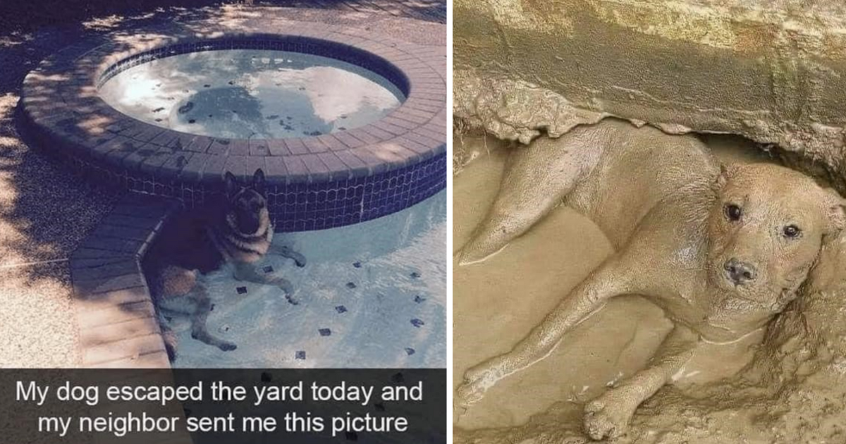 Weekly Dose Of Doggo Delight: Doggos Prove That They Are Good Bois Even ...