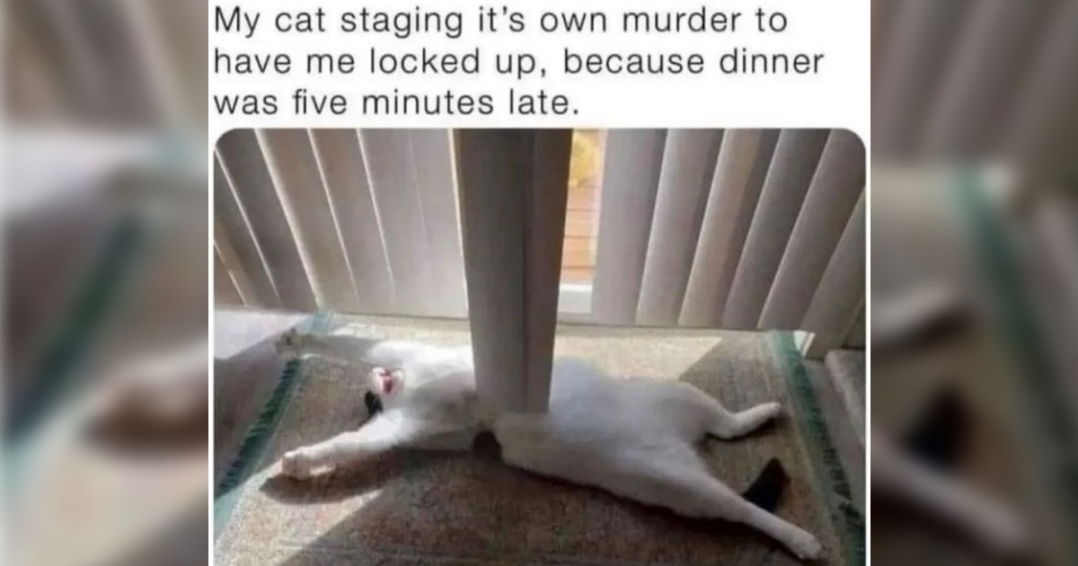 Bad Kitty: Funniest Rebellious Cat Memes of Kitties Who Are More ...