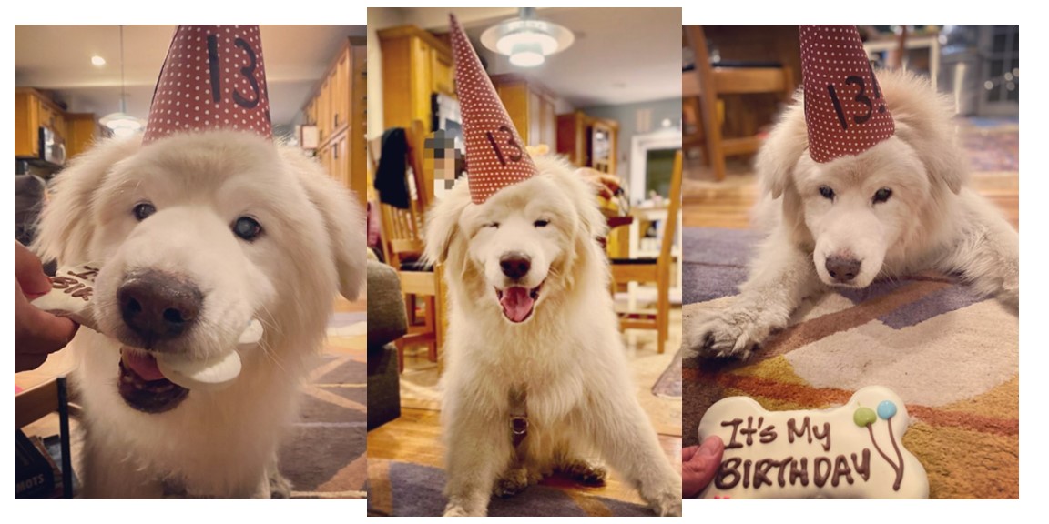 Here are 10 Lovable Senior Dogs to Honor Adopt a Senior Pet Month ...