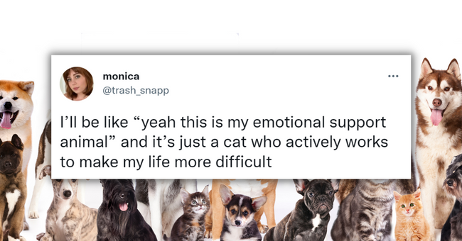 Fresh Batch of Funny Cat and Dog Tweets That Are a Treat for the Soul ...