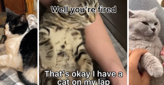 ‘Sorry I Can’t Get To Work Today, I Have a Cat in My Lap’ 20 Floofy ...