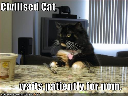 Civilised Cat waits patiently for nom. - Cheezburger - Funny Memes ...