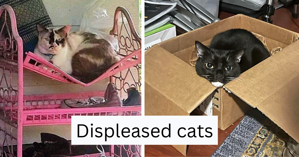 12 Funny Pictures Of Cats Being Absolutely Annoyed And Irked With Their ...