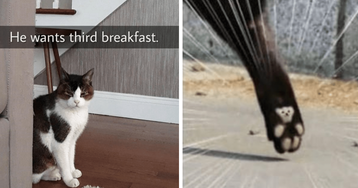 Funny Cat Memes To Prove Beyond Doubt That Life Would Be Boring If It Weren't For Our Cats (20 ...