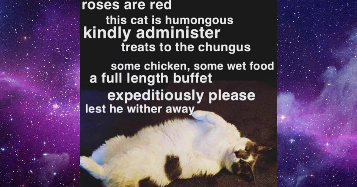 Funniest Fat Cat Memes for the Chonkiest Tubby Tubbers to Ever Grace ...