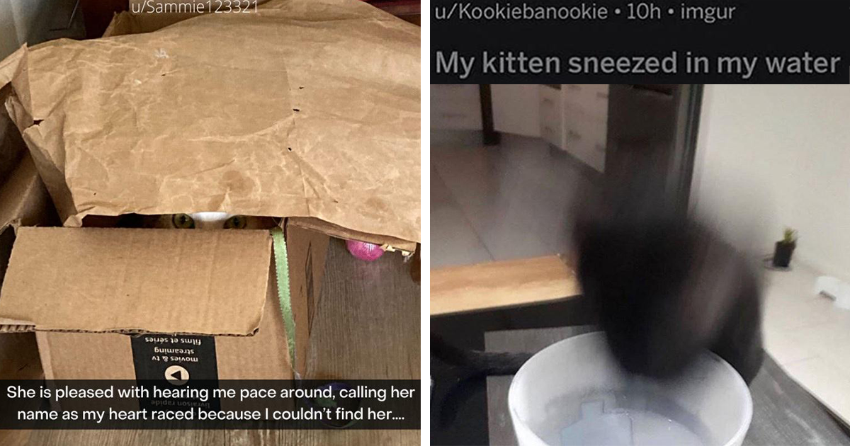 Memes Of Cats Doing Whatever The Heck They Want Because They Rule Our ...